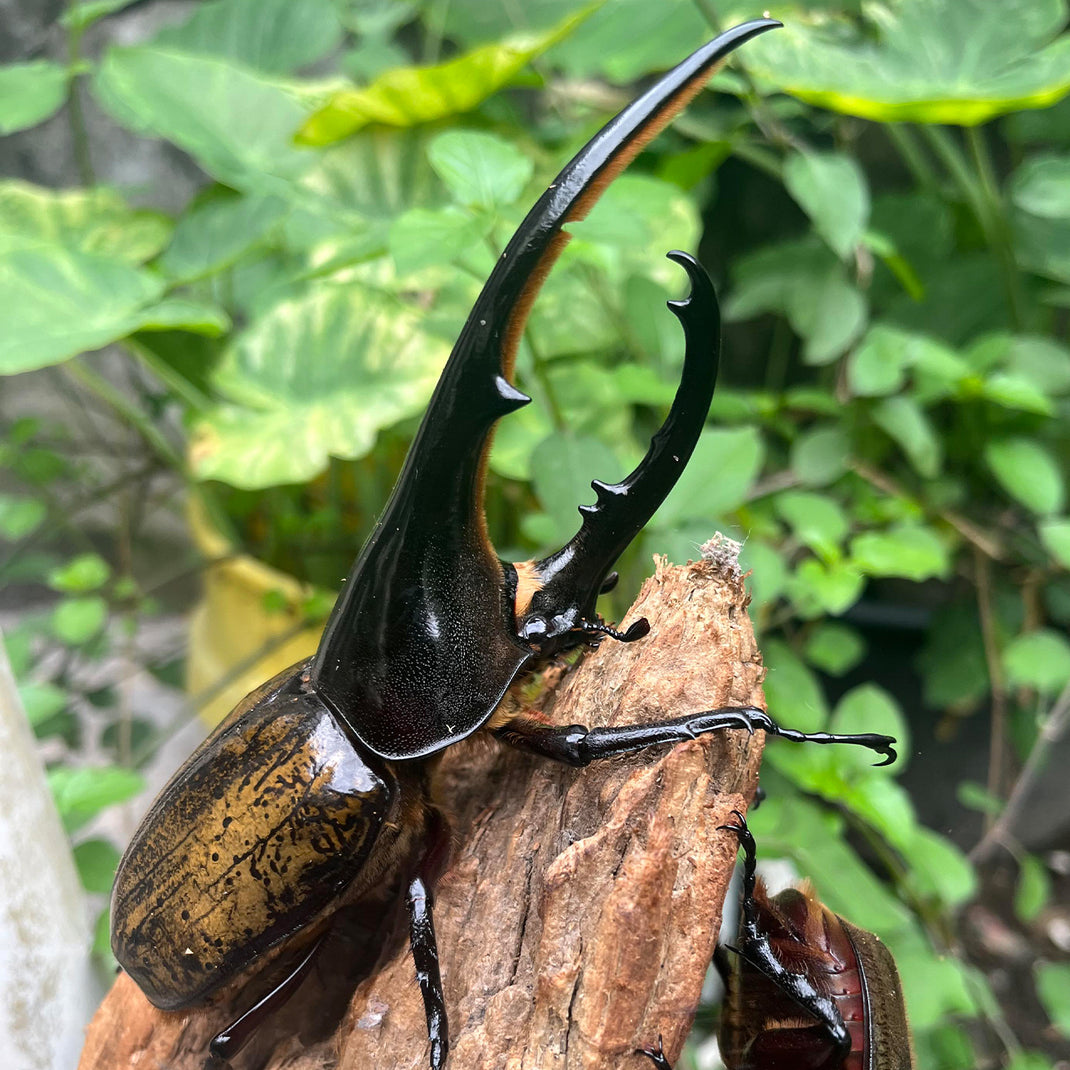 Live Beetles for sale Online USA – James' Beetle Farm