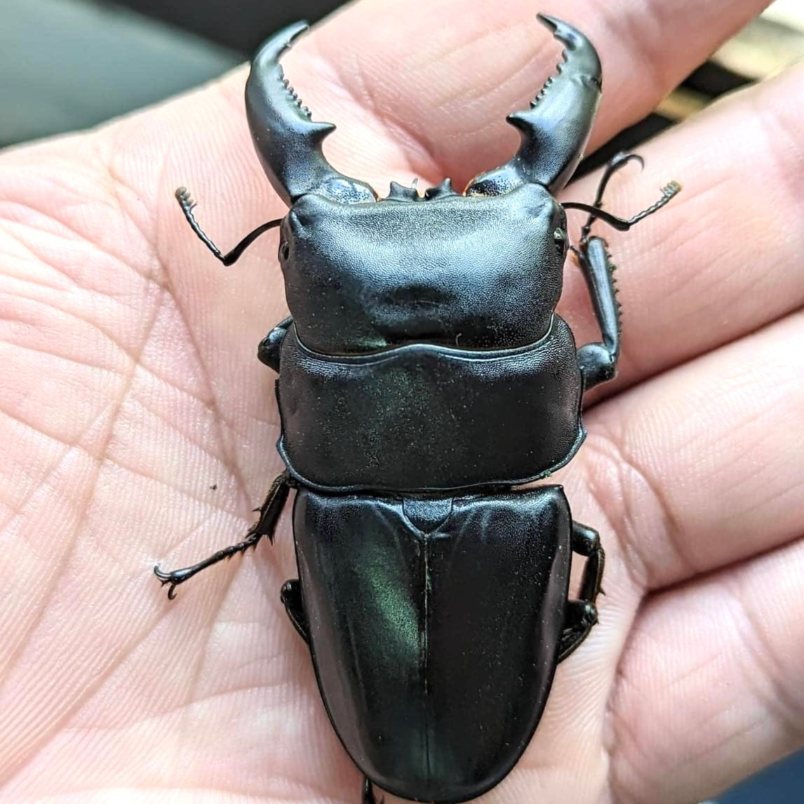 Dorcus titanus sika – James' Beetle Farm
