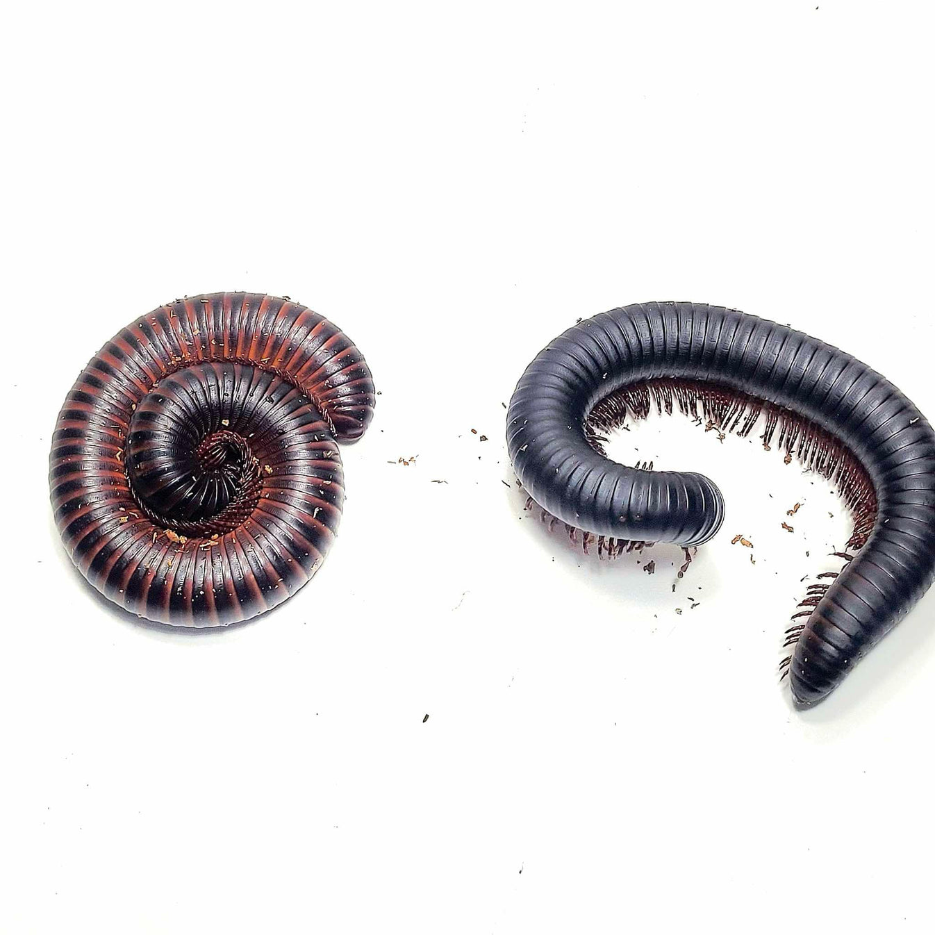 African Giant Millepede (Spirobolus caudulanus) – James' Beetle Farm