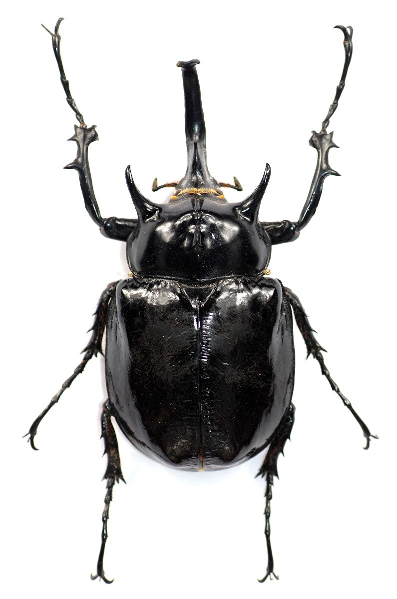 Mars Rhino Beetle (Megasoma mars) – James' Beetle Farm