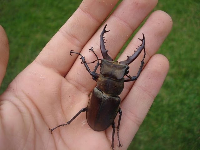 Lucanus maculifemoratus – James' Beetle Farm