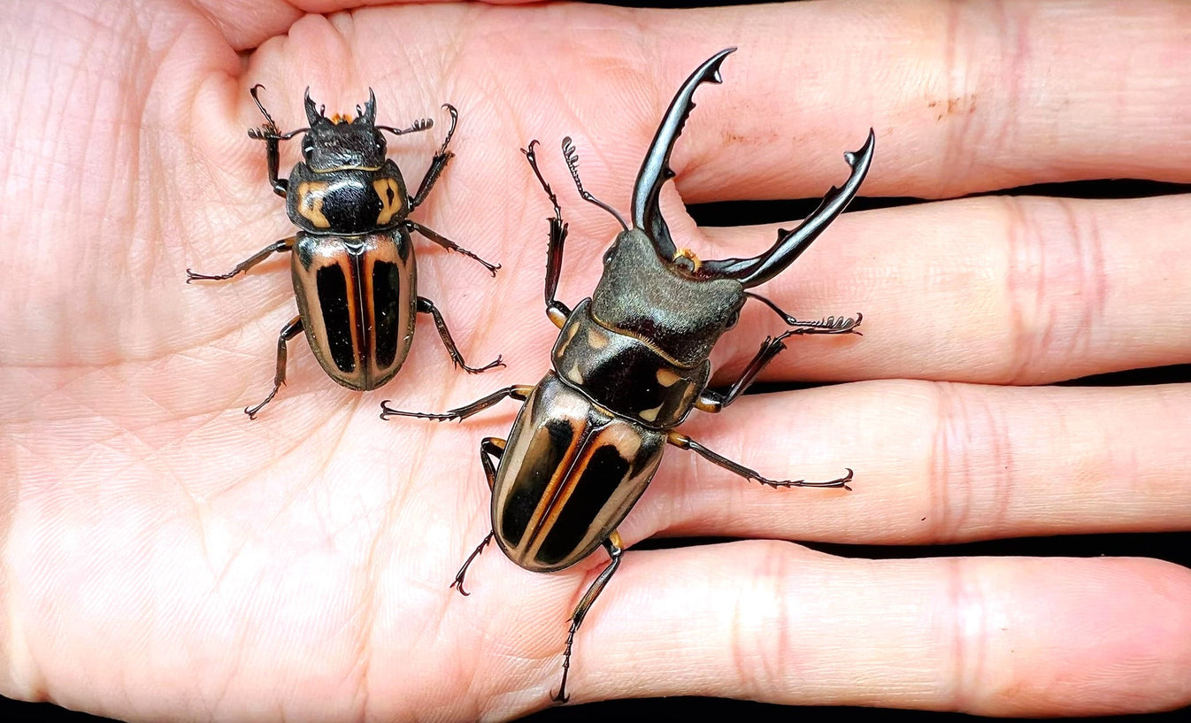 Zebra Sawtooth Stag Beetle (Prosopocoilus zebra) – James' Beetle Farm